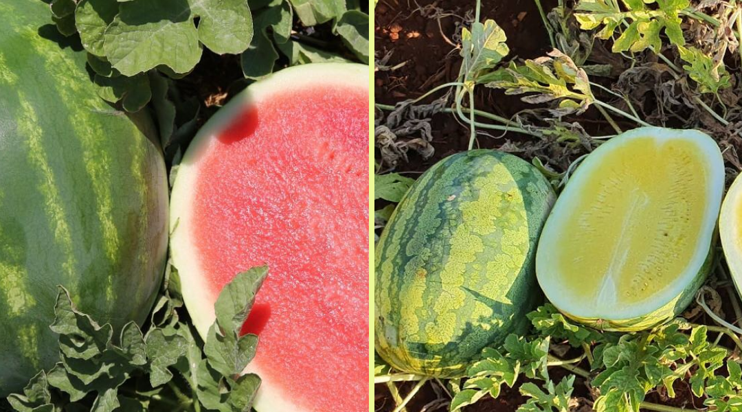 Introduction to the many varieties of melon - Invest Inya Farmer
