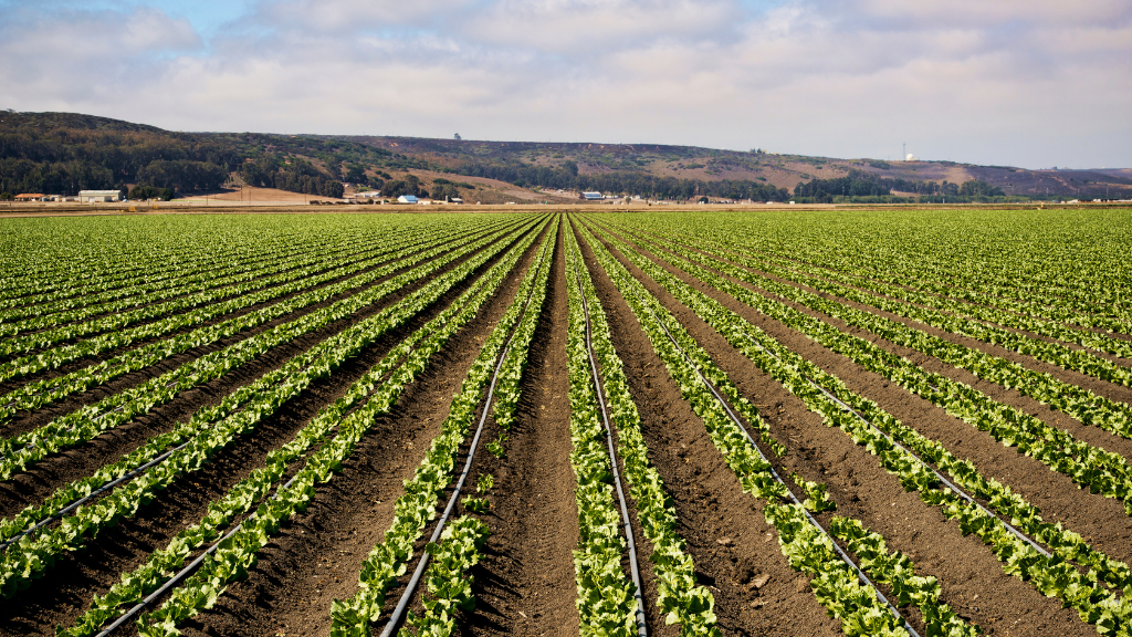 IIF - Invest in Farming Co-operative - A farm in your pocket